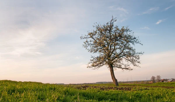 Tree pasture Stock Photos, Royalty Free Tree pasture Images | Depositphotos