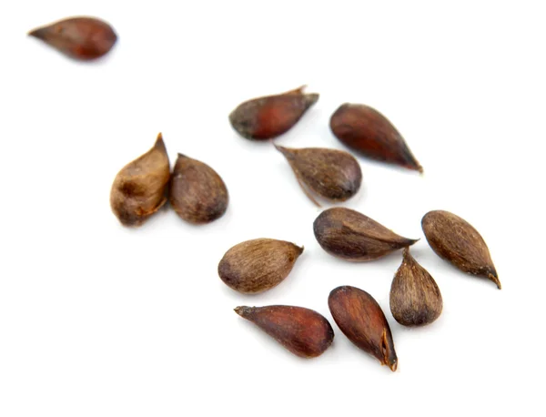 Apple seeds Stock Photos, Royalty Free Apple seeds Images | Depositphotos