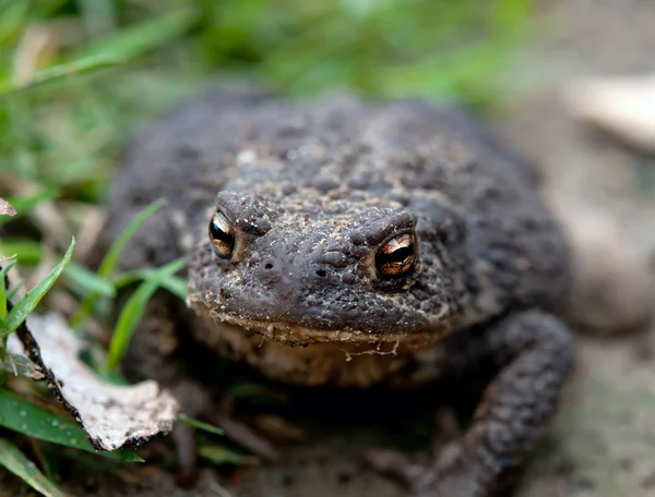 Poop toad Stock Photos, Royalty Free Poop toad Images | Depositphotos