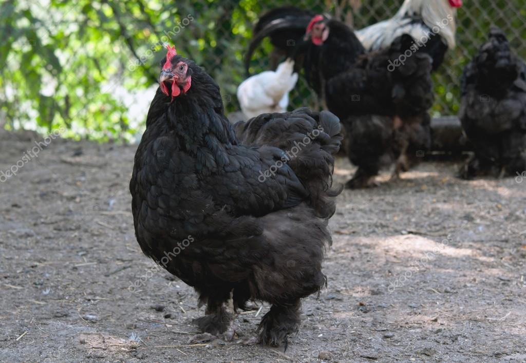 Fekete tyúk — Stock Fotó © PetroP #81553806