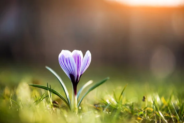 Single spring flower crocus on green grass closeup - Stock Image ...