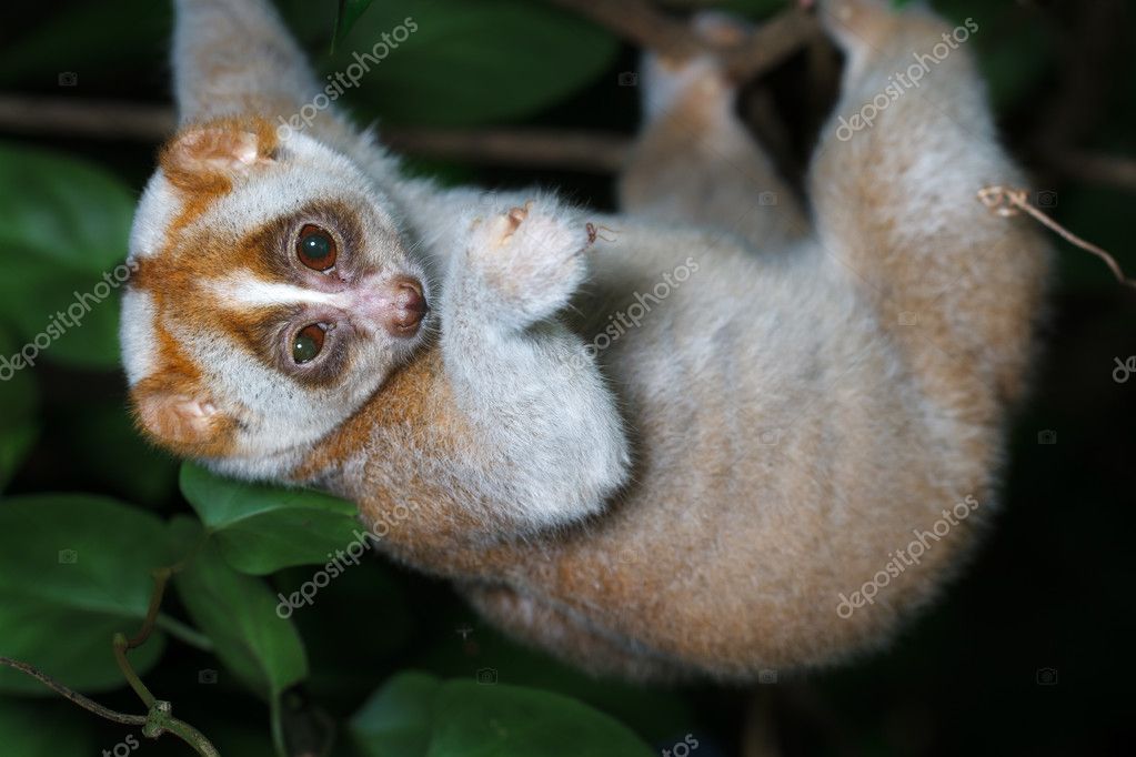 Slow loris on tree — Stock Photo © Kantapat #121935256