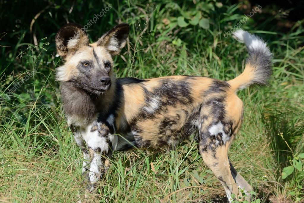 Mabeco no delta do okavango — Fotografias de Stock © dohoavnstudio ...