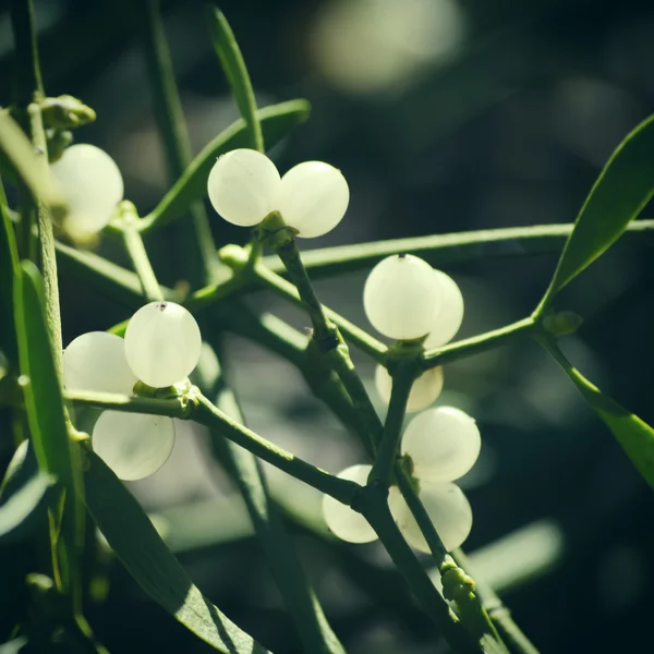 Fresh mistletoe — Stock Photo © worldnews #8016354