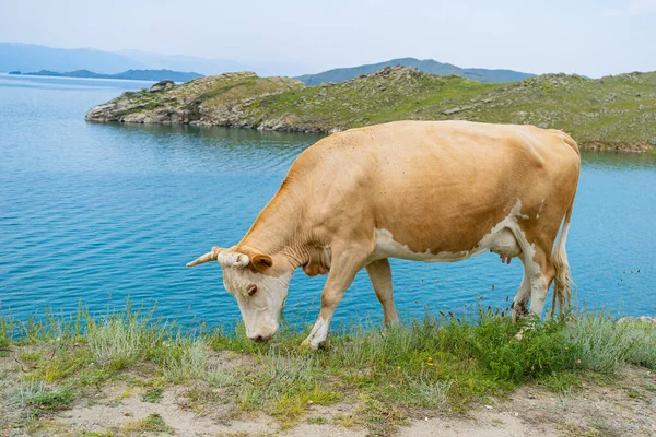 Fotos de Vaca na praia, Imagens de Vaca na praia sem royalties ...