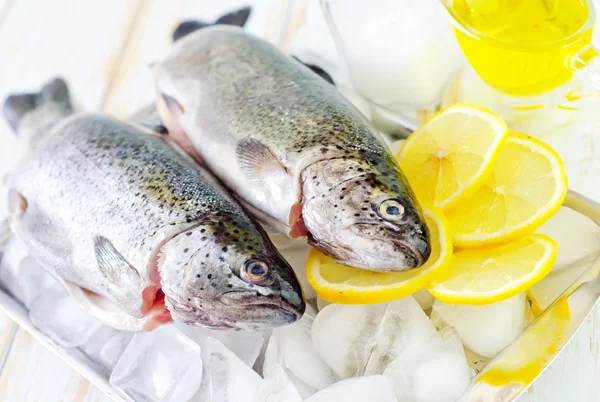 Freshwater fish Stock Photos, Royalty Free Freshwater fish Images ...