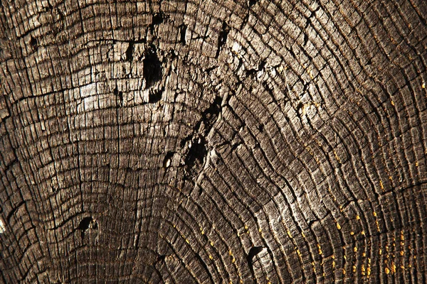 Topola czarna images libres de droit, photos de Topola czarna ...