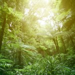 Sunlit Tree Canopy Tropical Jungle Stock Photo by ©stillfx 216596370