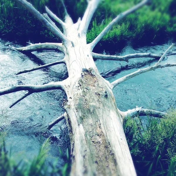 Fallen log Stock Photos, Royalty Free Fallen log Images | Depositphotos®