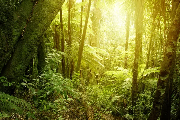 Forest light - Stock Image - Everypixel