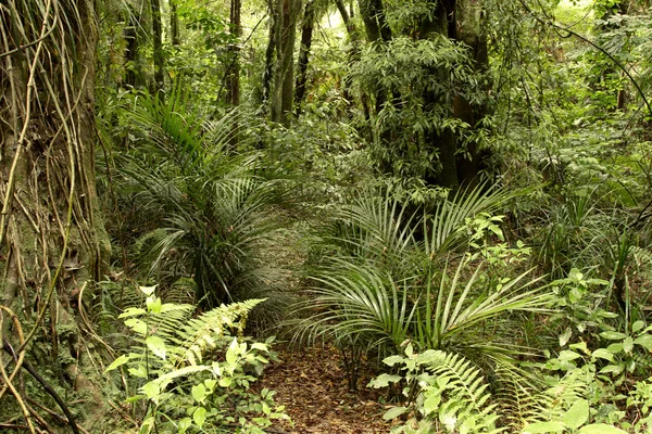 Jungle Stock Photo by ©stillfx 37412805