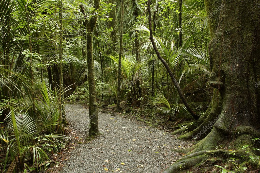 Forest walking trail — Stock Photo © stillfx #91508230