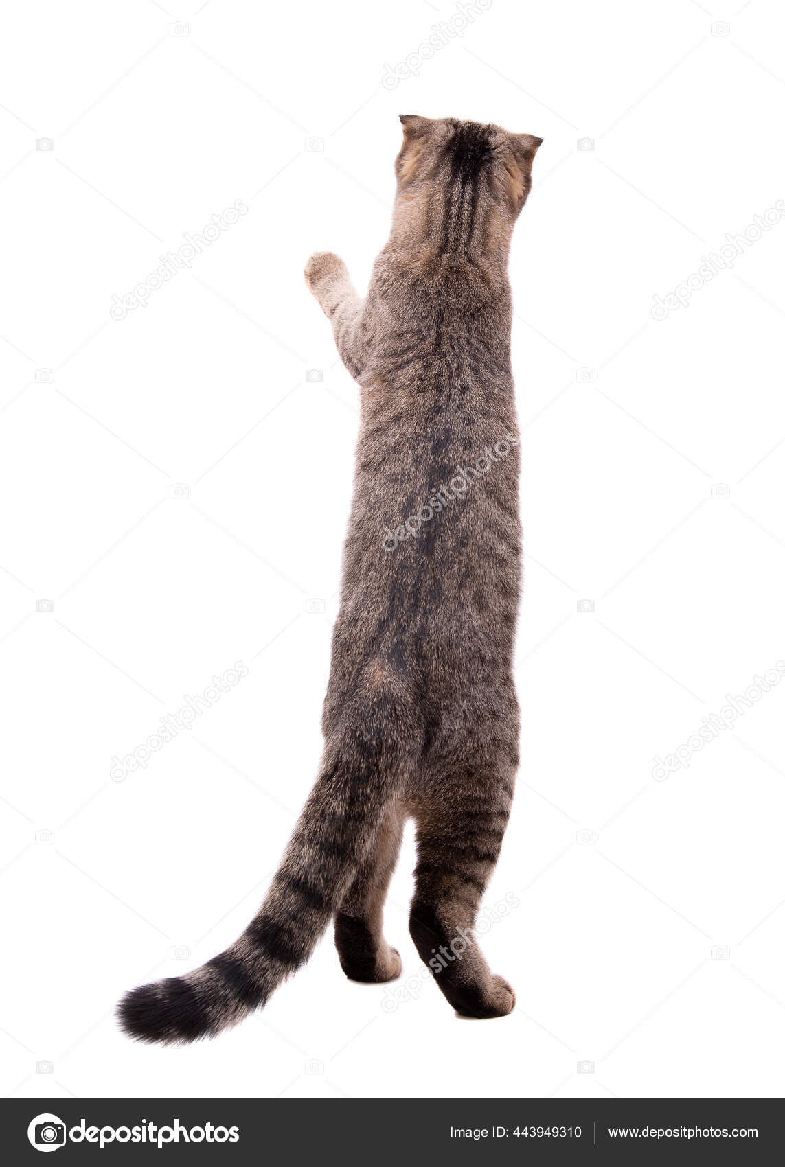 Cat Stands Its Hind Legs Looks — Stock Photo © forton #443949310