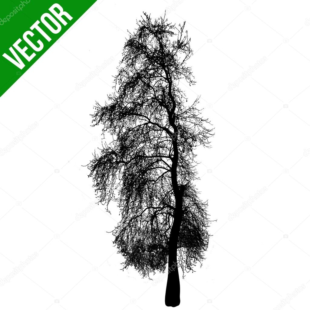Dead tree silhouette Stock Vector Image by ©roxanabalint #101773980