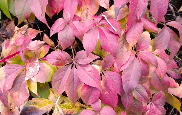 Pink leaves Stock Photos, Royalty Free Pink leaves Images | Depositphotos