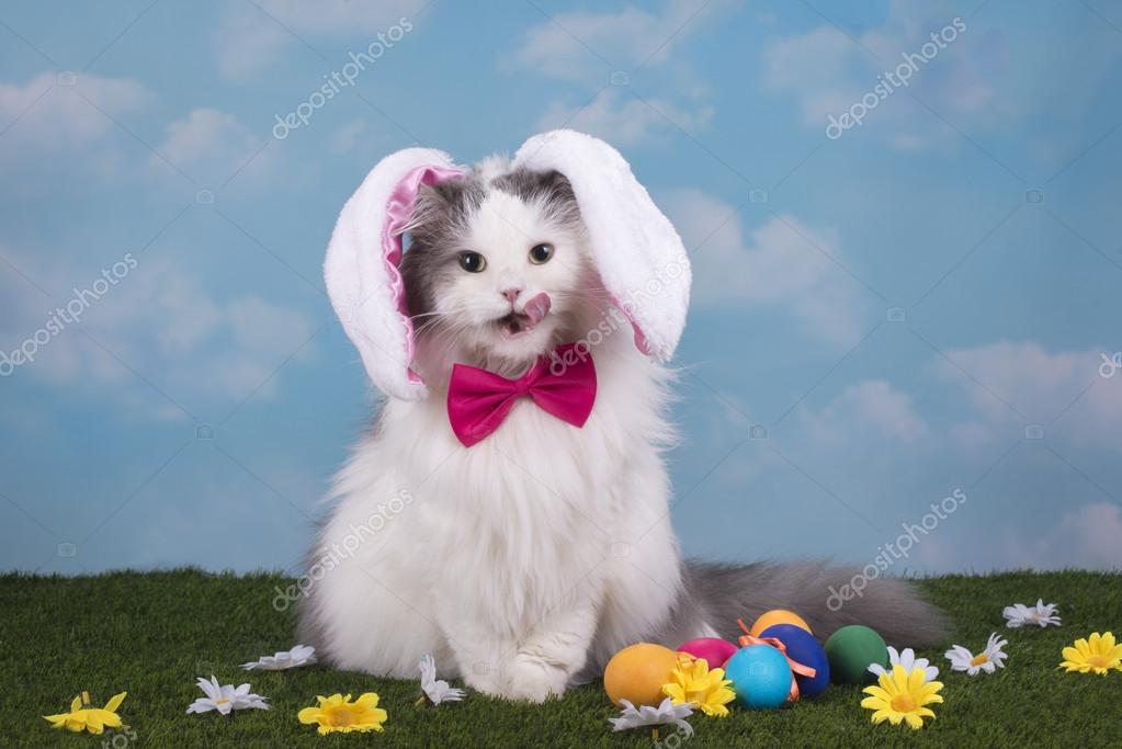 Cat in a bunny suit | Cat in the suit bunny celebrates Easter — Stock ...