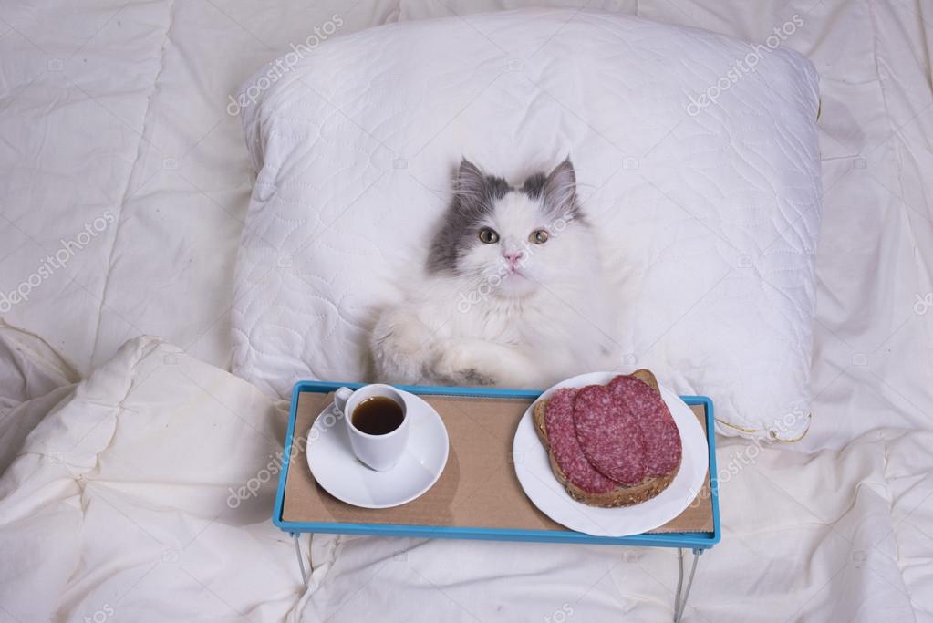 Cat Eating Breakfast