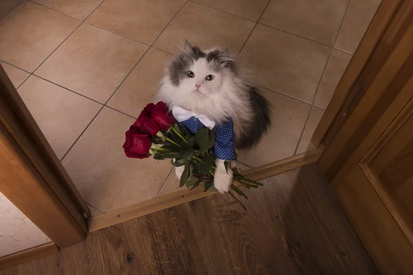 Fotos de Gato con una rosa, Imagens de Gato con una rosa sem royalties ...