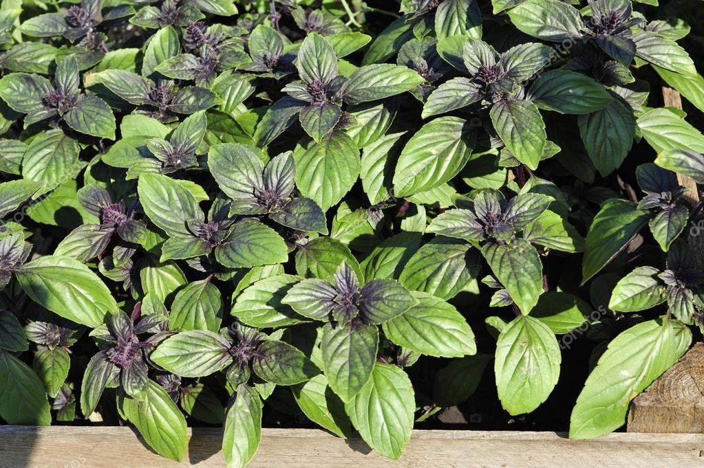 Basil seedlings Stock Photo by ©postowoitenko 71643503