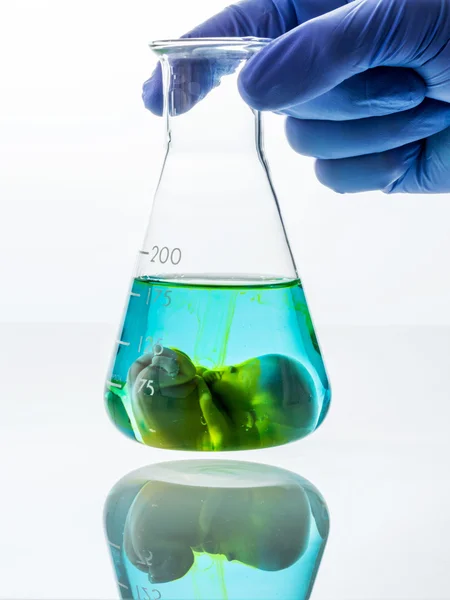 Symbolfoto embryo, genetic engineering and abortion. schangersch ...