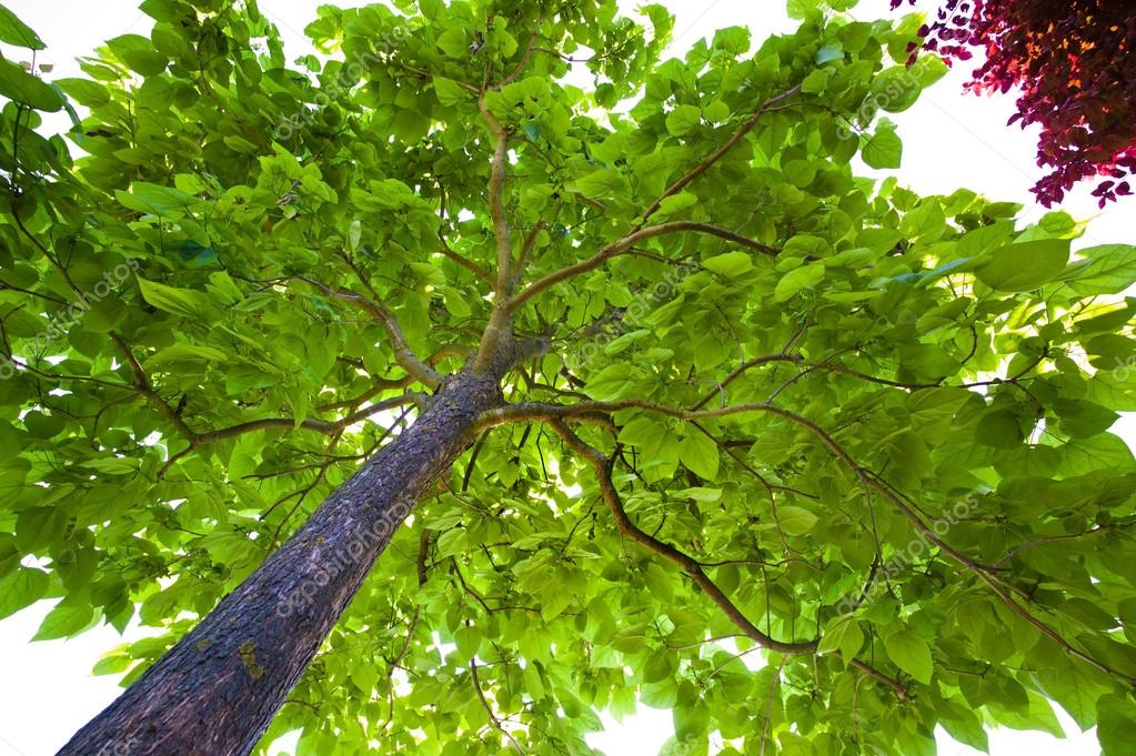 Foliage of a tree — Stock Photo © ginasanders #58649279