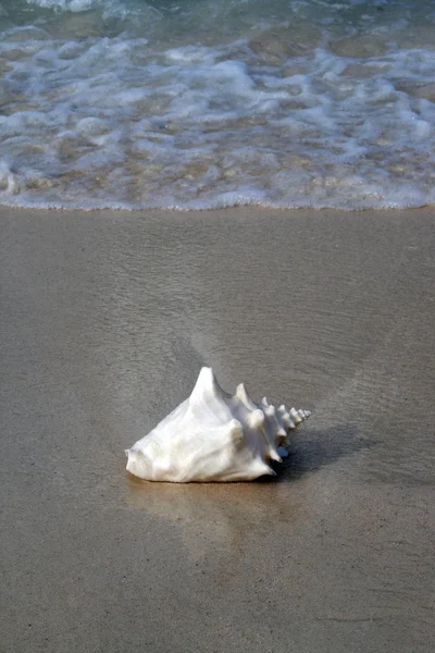 Skull on beach Stock Photos, Royalty Free Skull on beach Images ...