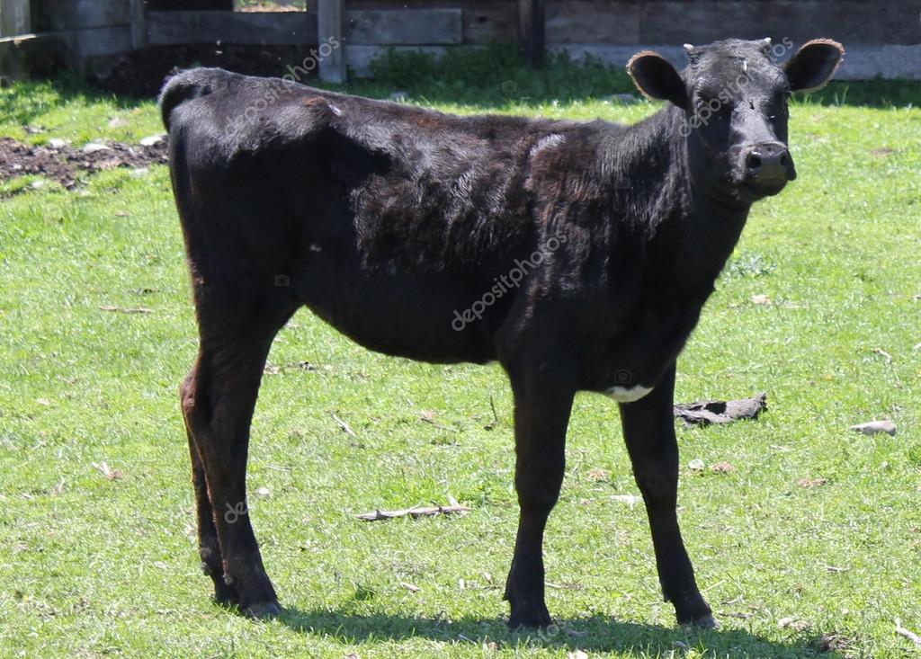Black Angus beef cow — Stock Photo © Lenslooker #87274916