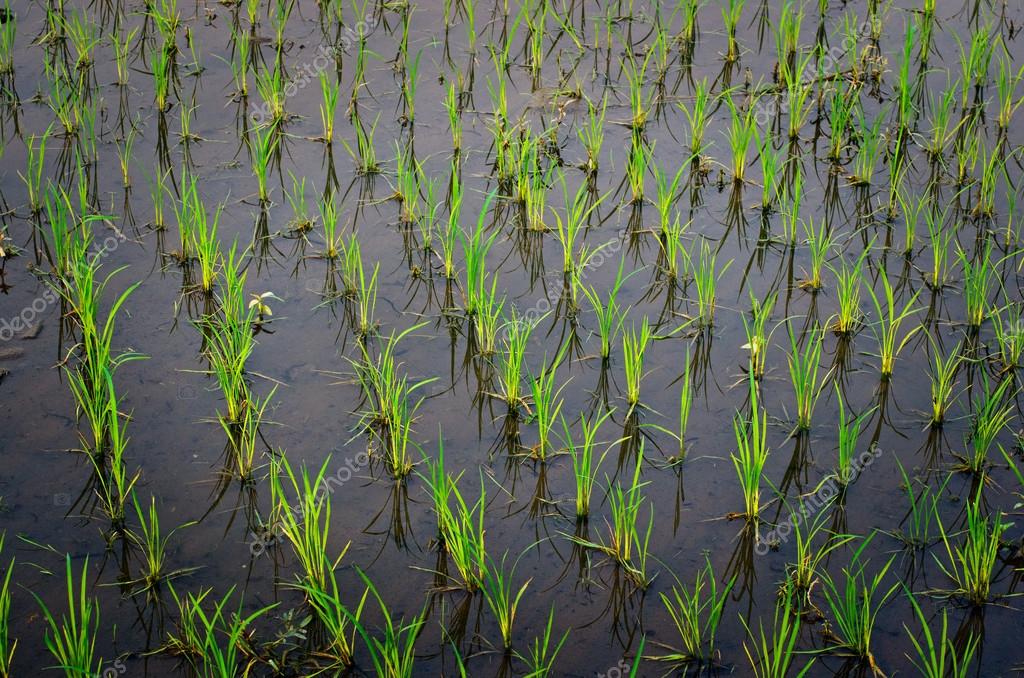 Growing rice sprouts — Stock Photo © Byelikova #110981694