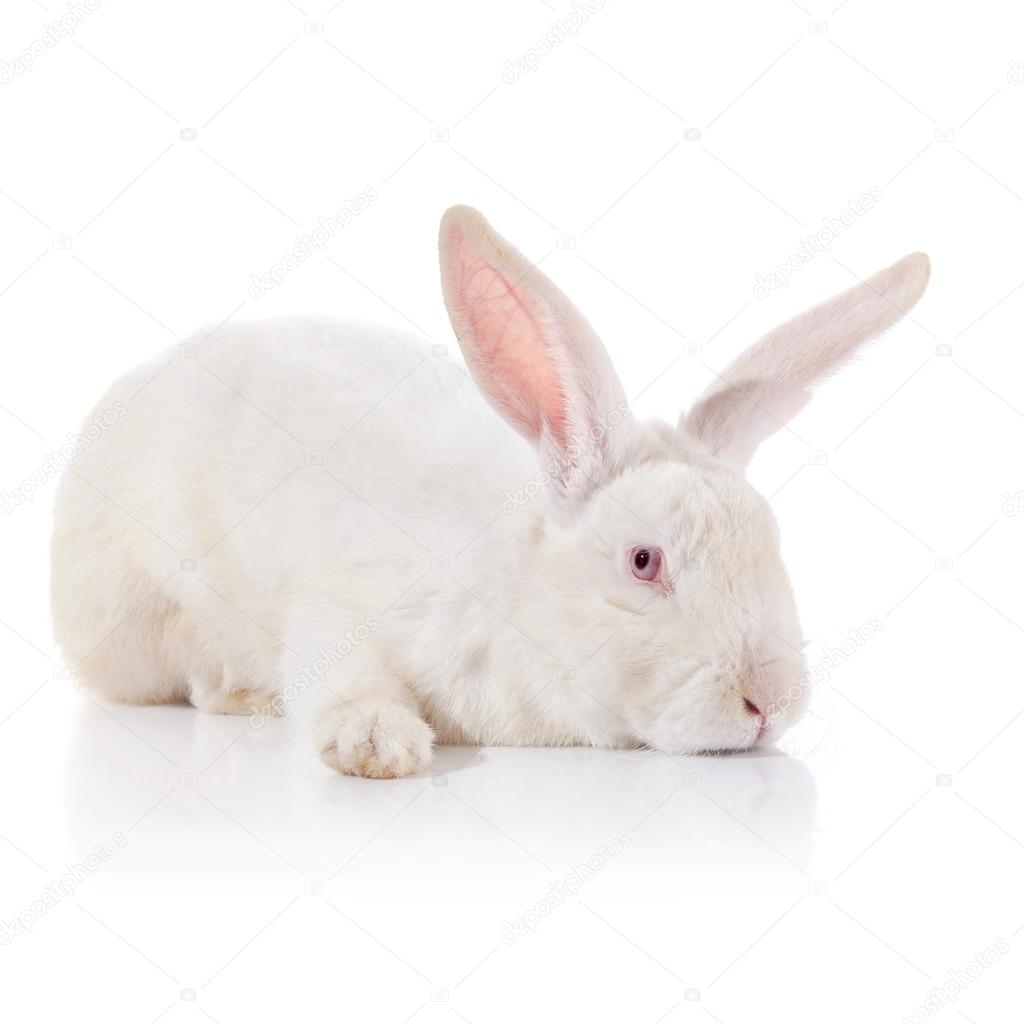 Cute White Bunny Red Eyes