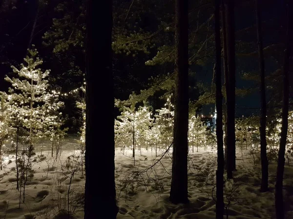 Narnia forest Stock Photos, Royalty Free Narnia forest Images ...