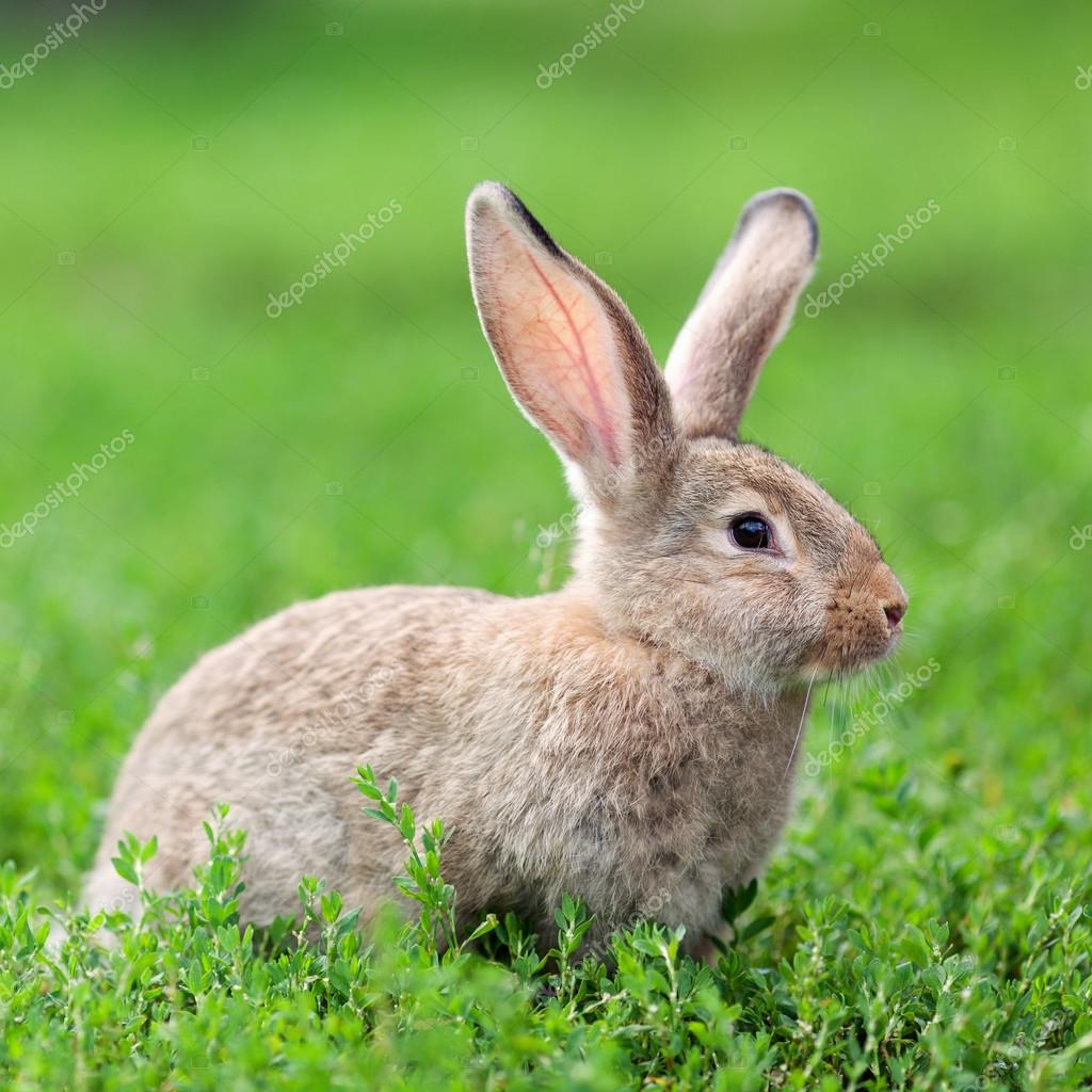Portrait of little rabbit on green grass background Stock Photo by ...