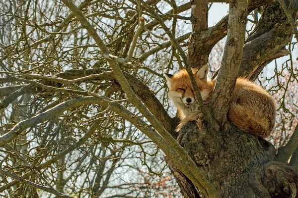 Fox in tree Stock Photos, Royalty Free Fox in tree Images | Depositphotos