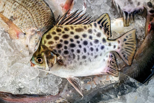 Spotted scat fish Pictures, Spotted scat fish Stock Photos & Images ...