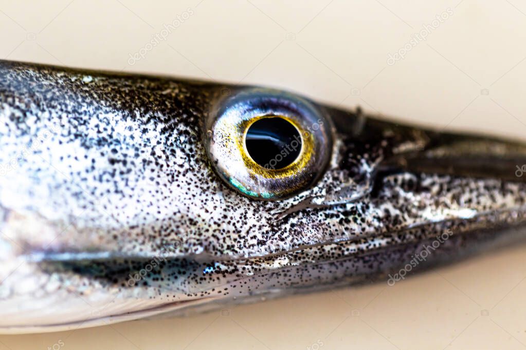 Los peces marinos contienen nutrientes que son esenciales para el ...