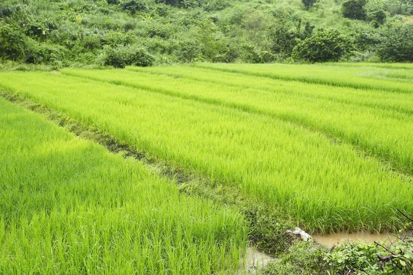 Rice plant Images - Search Images on Everypixel