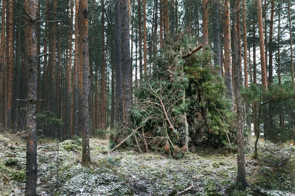 pine tree branch hut in forest. wilderness survival camp - Stock Image ...