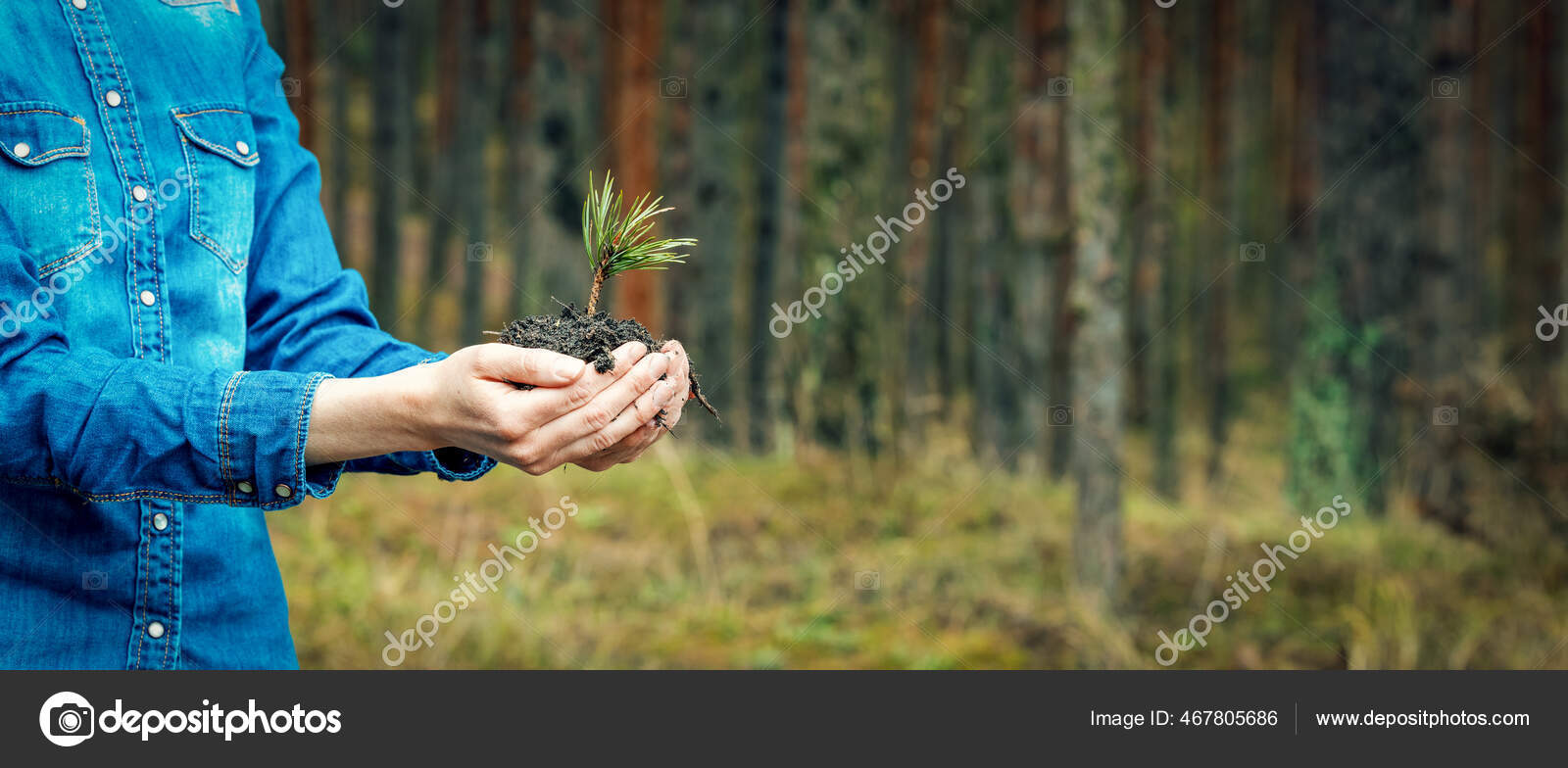 Planting Forest Reforestation Concept Hands Holding Pine Tree Seedling ...