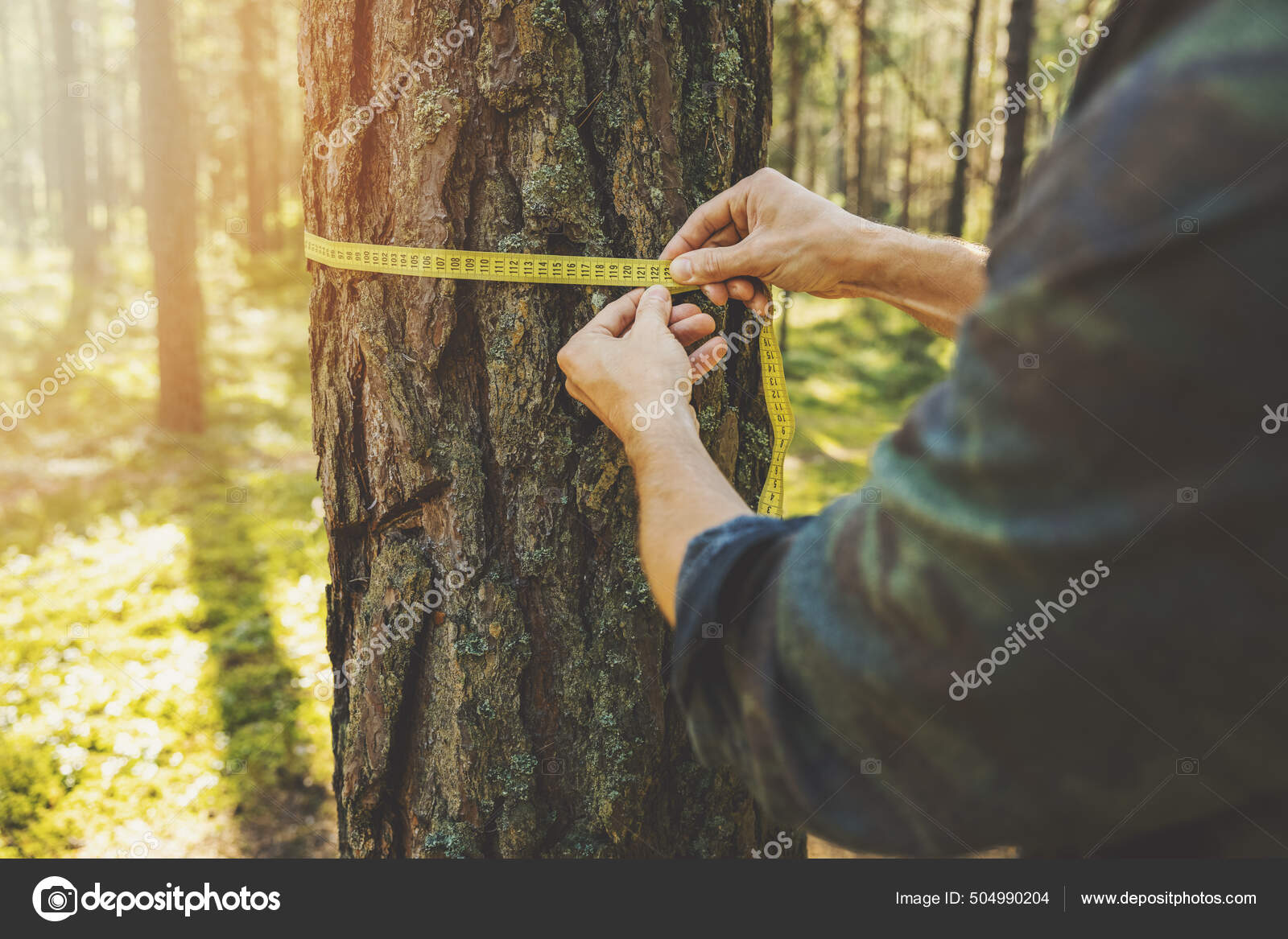 Deforestation Forest Valuation Man Measuring Circumference Tree Ruler ...