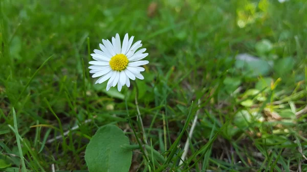 Small daisy flower Stock Photos, Royalty Free Small daisy flower Images ...