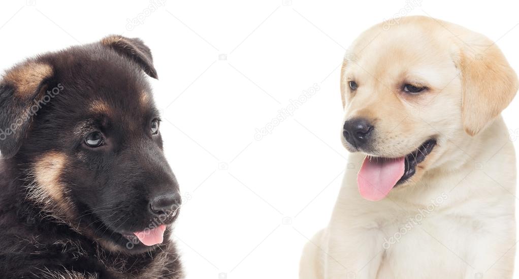 Cachorros De Pastor Alemán Labrador Información Sobre La Raza Canina