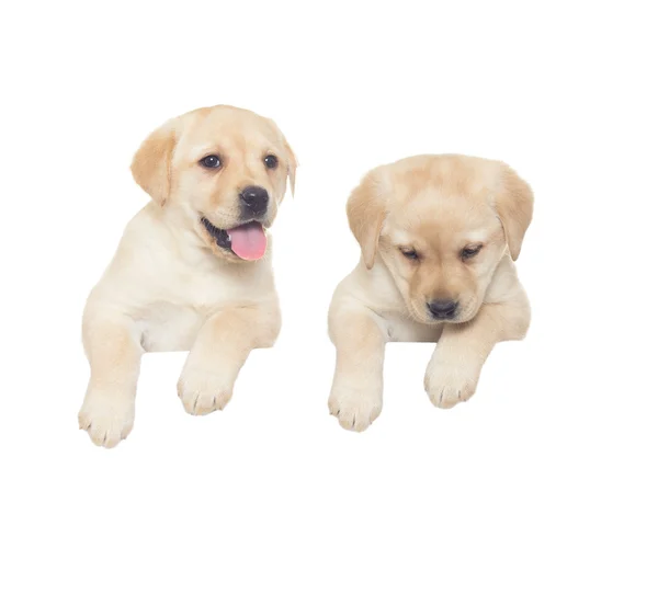 Dogs on white background Stock Photos, Royalty Free Dogs on white ...