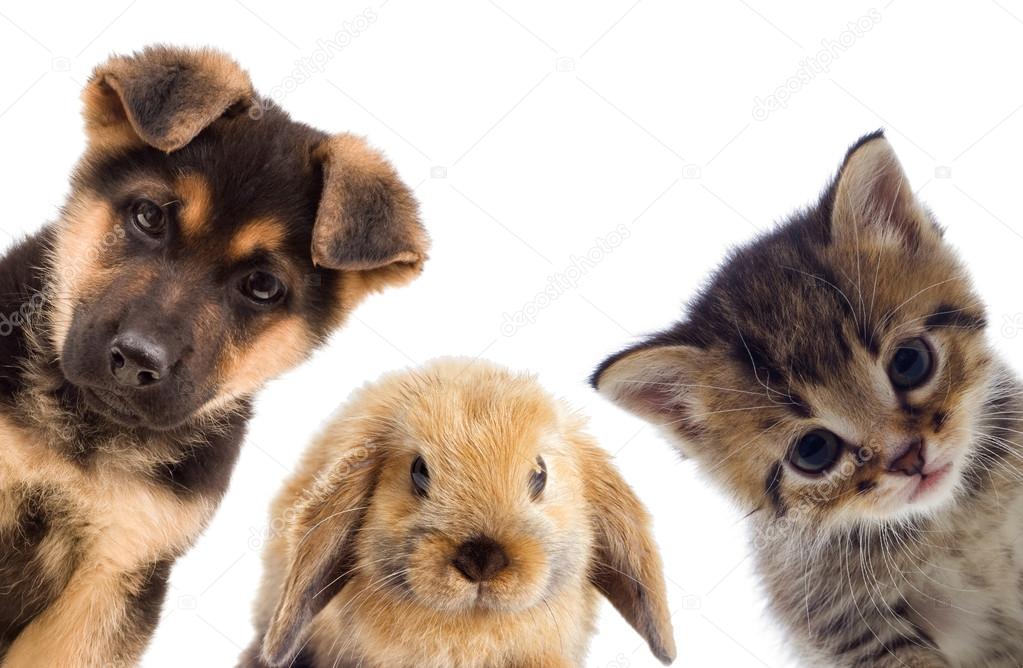 Kittens And Puppies And Bunnies And Mouse