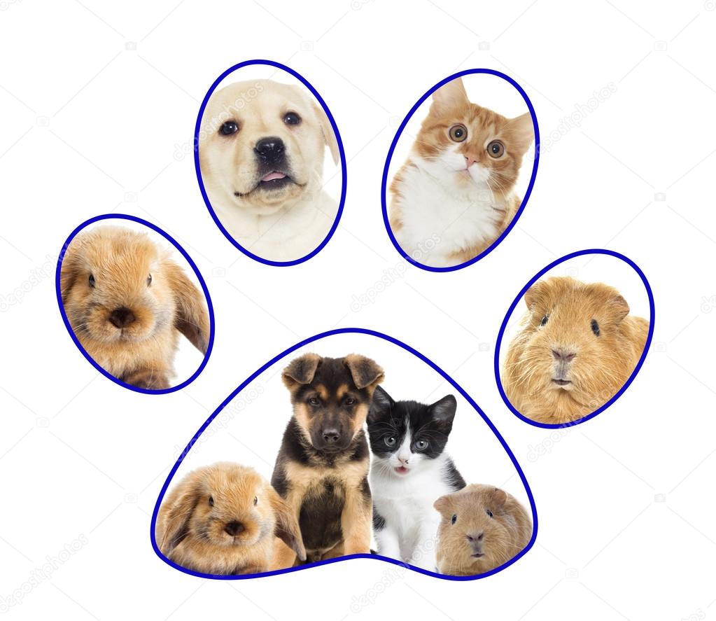 Un conjunto de animales domésticos — Fotos de Stock © gurinaleksandr ...