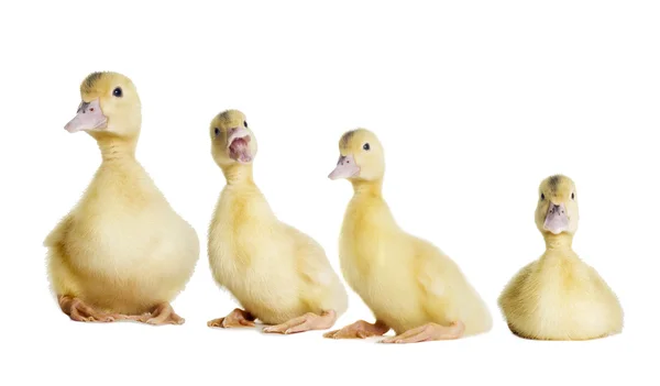 Patitos dibujos animados Stock Photos, Royalty Free Patitos dibujos animados Images | Depositphotos