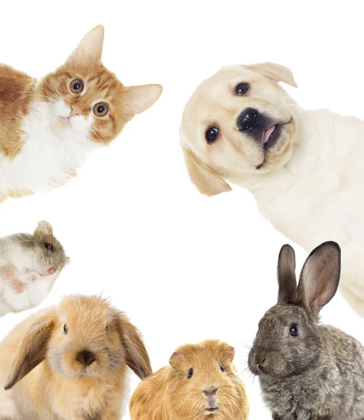 Pets Stock Photos, Royalty Free Pets Images | Depositphotos