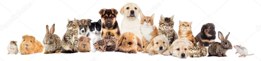 Animais fofo Stock Photos, Royalty Free Animais fofo Images | Depositphotos