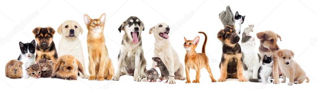 A set pets Stock Photo by ©gurinaleksandr 116062366