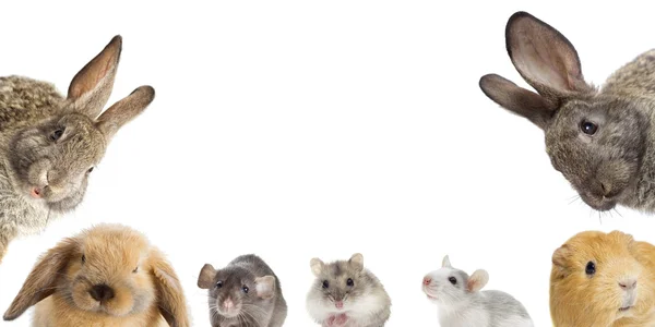 Rodents collage Stock Photos, Royalty Free Rodents collage Images ...