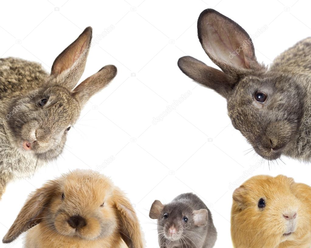 Group of rodents animals Stock Photo by ©gurinaleksandr 116531258