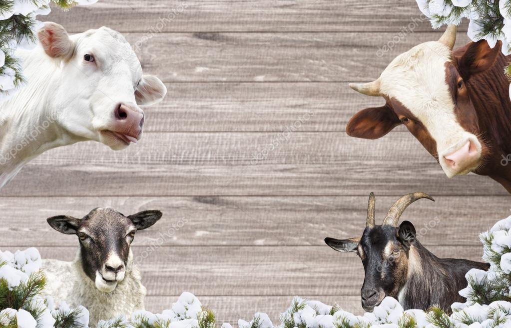 Goat, sheep, cow and bull Stock Photo by ©gurinaleksandr 118821878 Goat, sheep, cow and bull Stock Photo by ©gurinaleksandr 118821878
